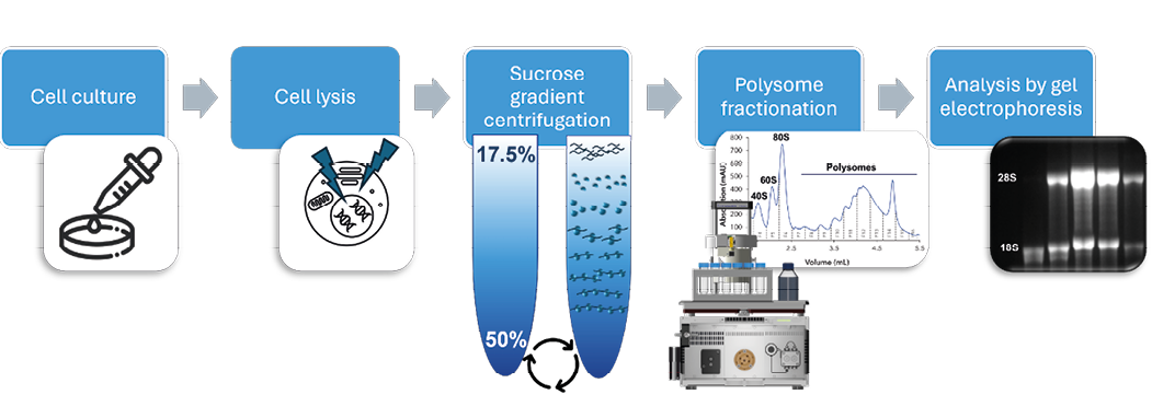 Reliable Polysome Profiling with FPLC